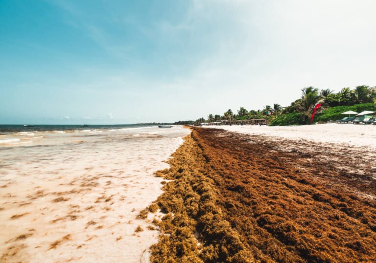 Libérate del sargazo en Tulum con estos 5 cenotes